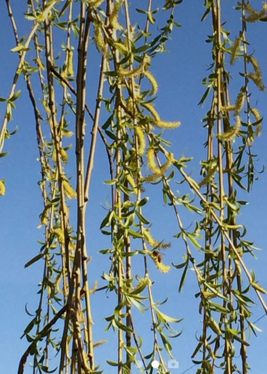 Willows and flowers - Issoan Tea
